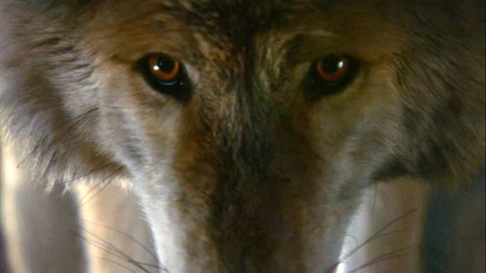 White Wolf : Researchers Find First Evidence of Ice Age Wolves in Nevada