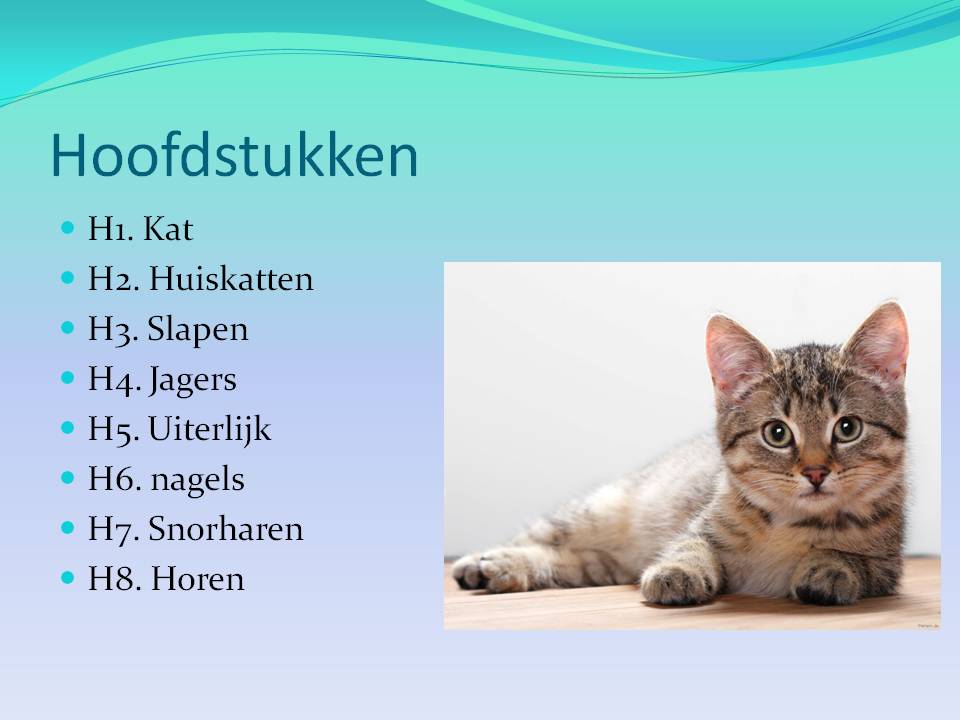Spreekbeurten over dieren: Katten
