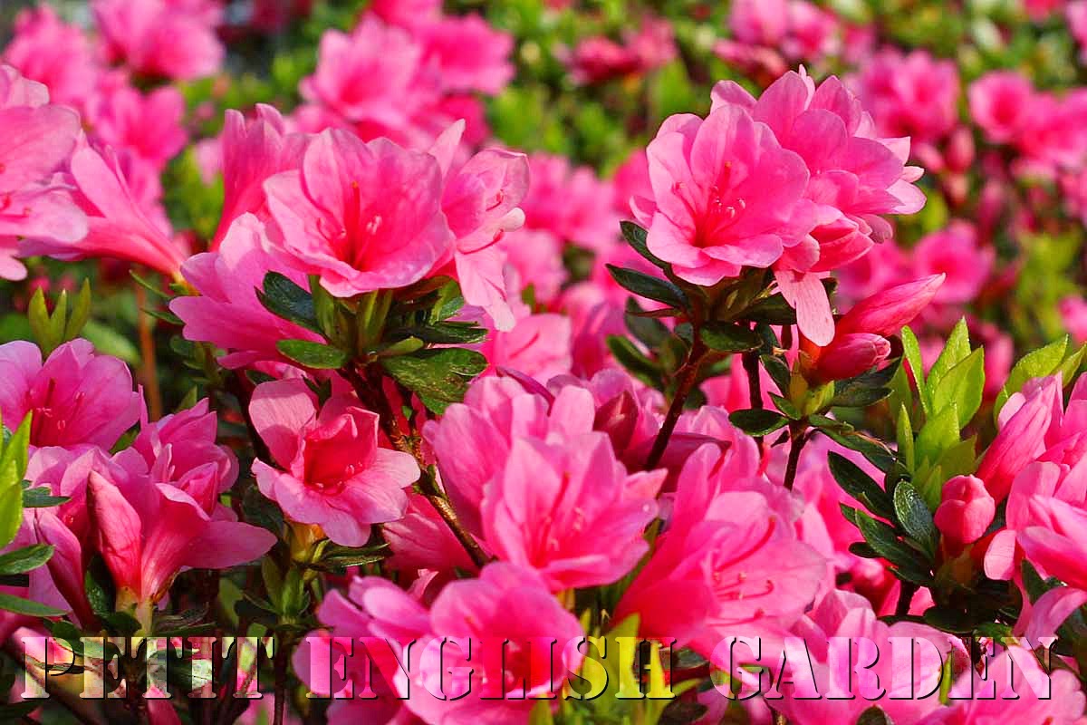 Petit English Garden of MARPLE & POIROT: AZALEA KURUME (久留米つつじ)