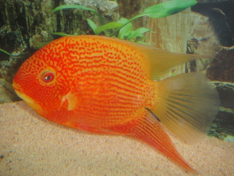 Budidaya Ikan Severum (Banded Chidhlid) - cara ternak ikan