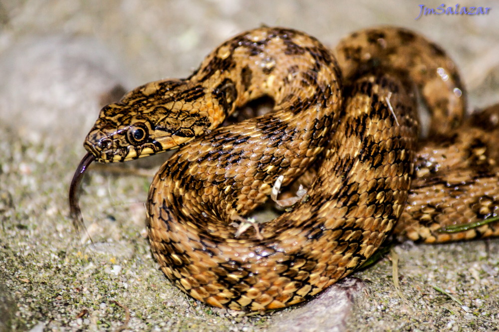 Miradas Cantábricas: Culebra viperina Natrix maura