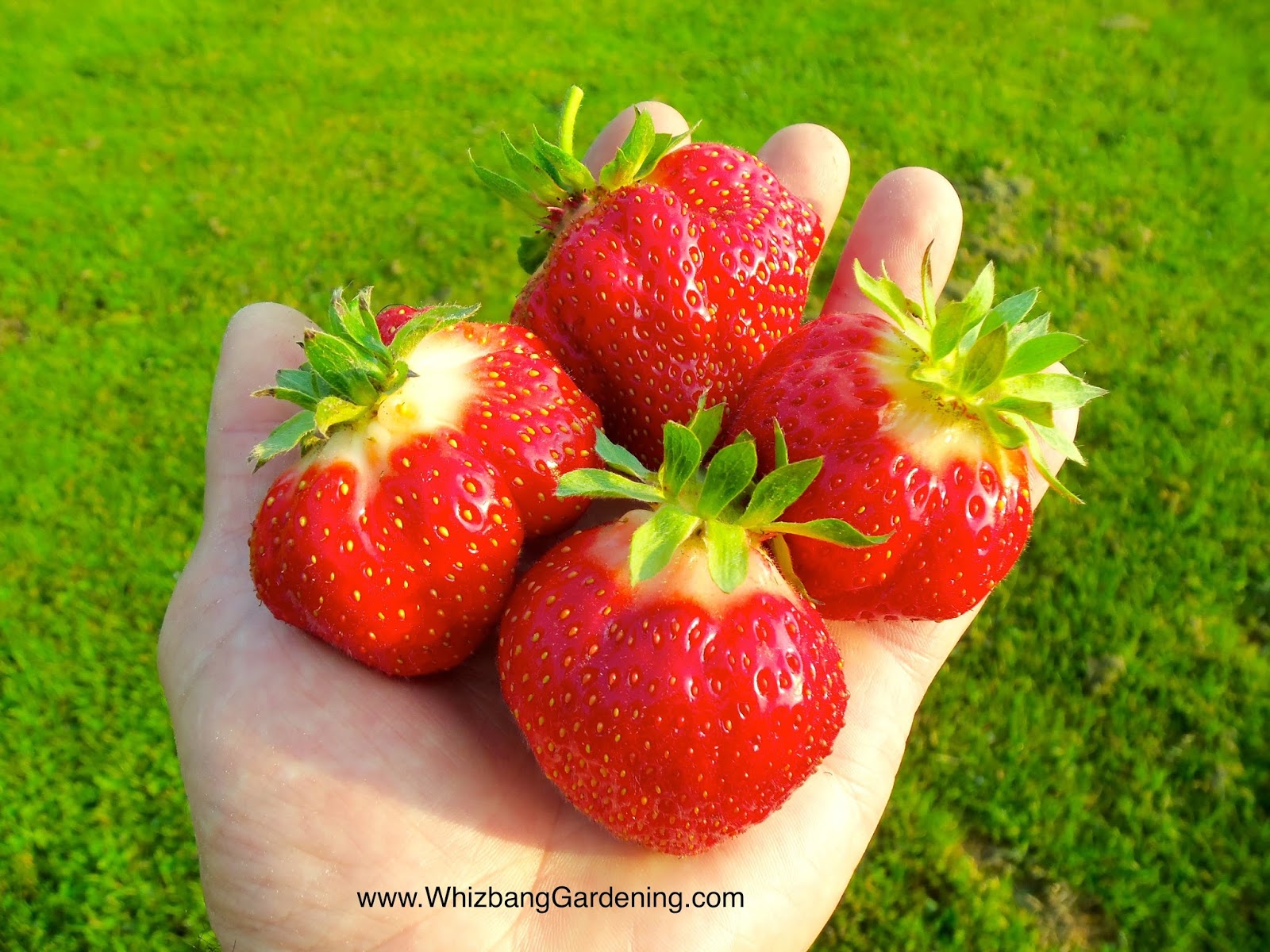 The Deliberate Agrarian: StrawberriesOf The Largest & Finest Quality ...
