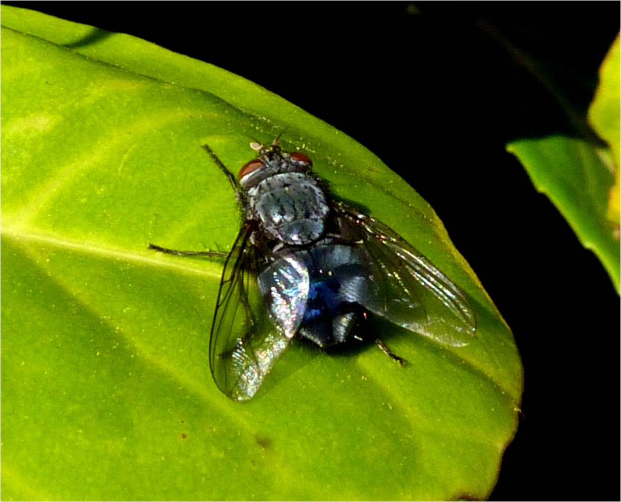 Insects of Scotland: Other Flies/Picture-wing Flies
