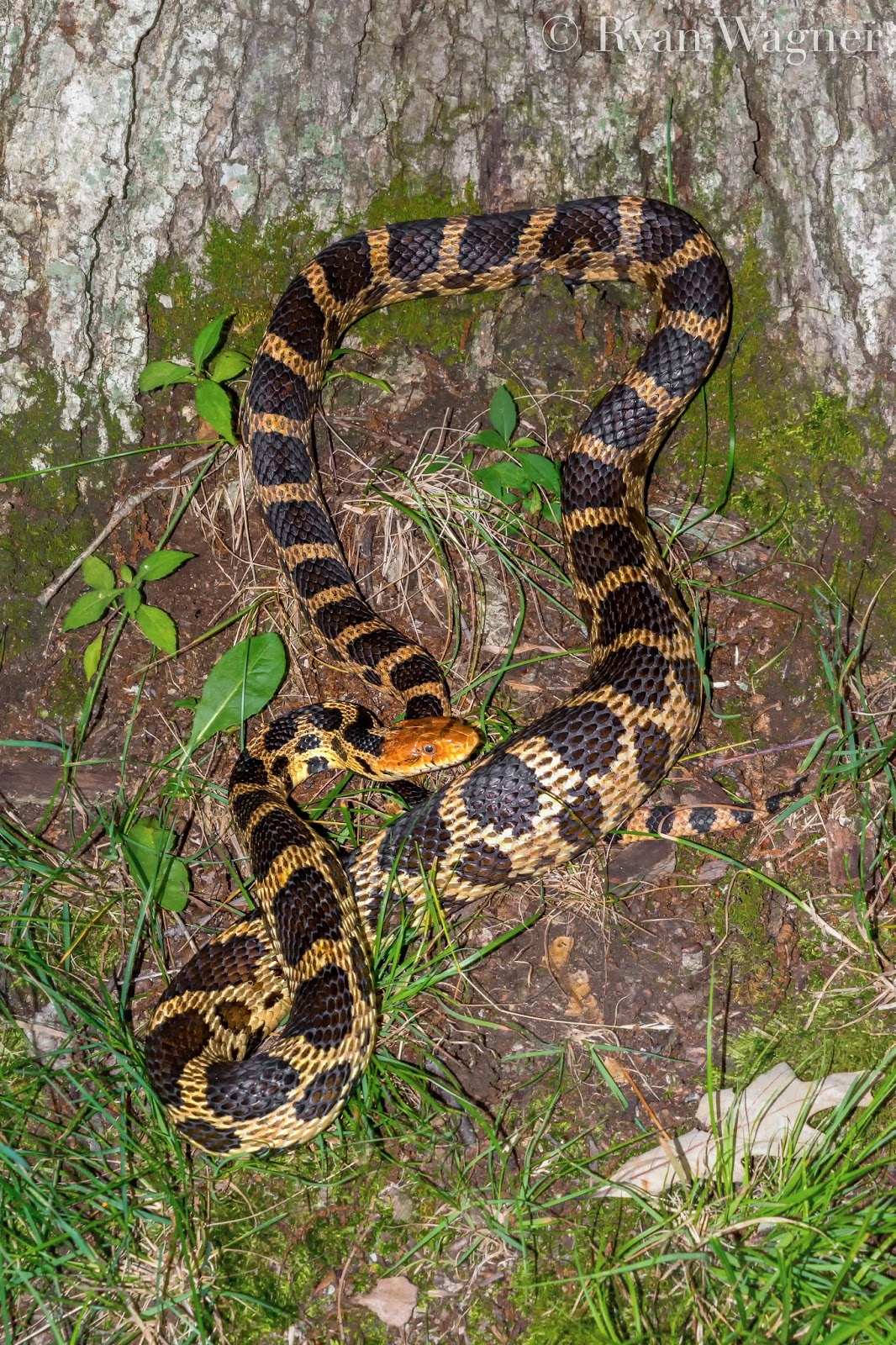 Field Life: Finally a Foxsnake!