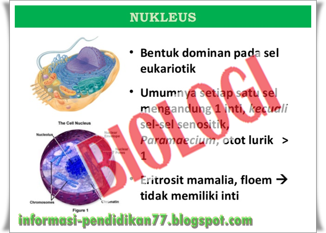 Pelajaran Biologi Bagian-Bagian Sel serta Detail Mengenai Fungsi ...
