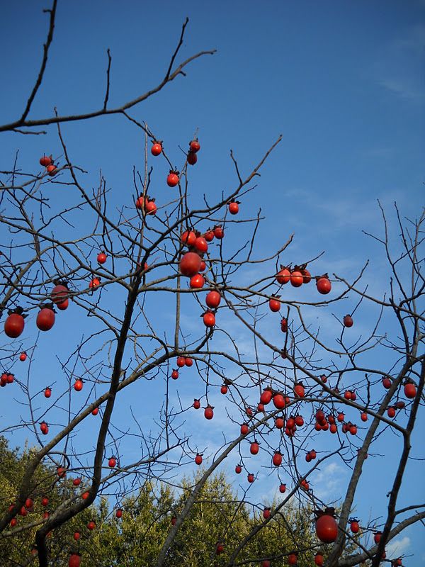Gold Hill Plant Farm: Chocolate Persimmon