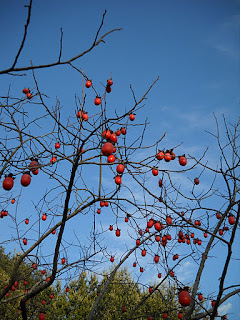 Gold Hill Plant Farm: Chocolate Persimmon