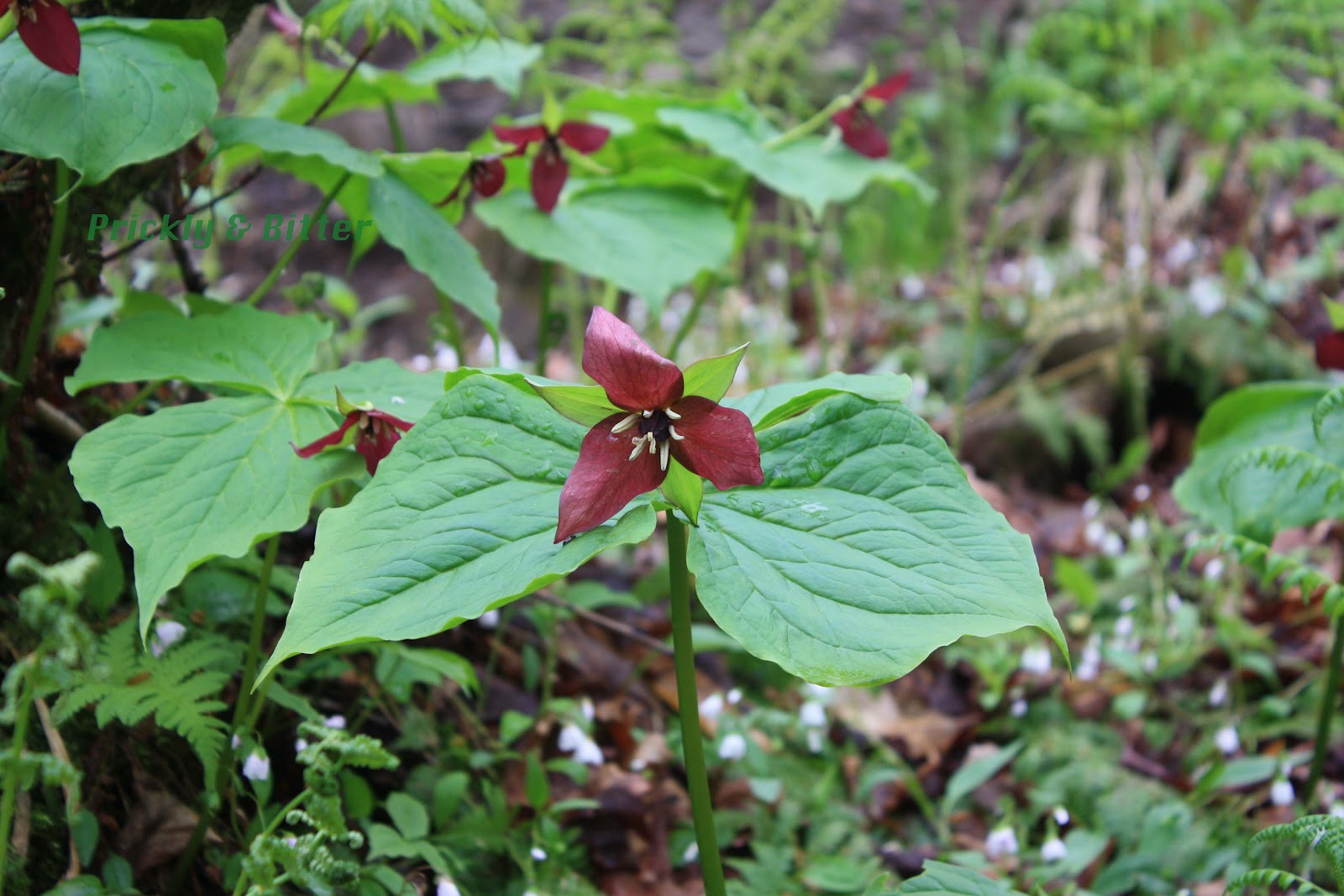 Stinking Benjamin Trillium