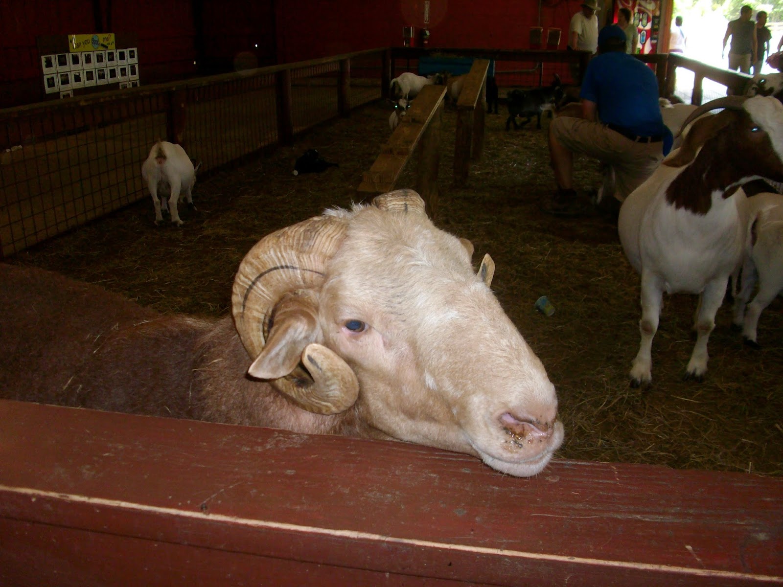 ZooZooReview: Best 100 Animals We Have Seen In Zoos (30-21)