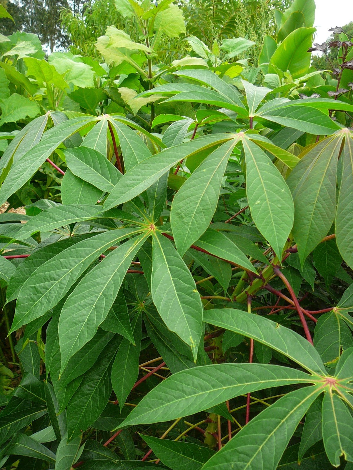 Cassava