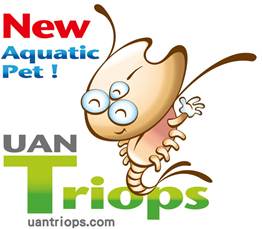 Rainbowaq Triops: About Us