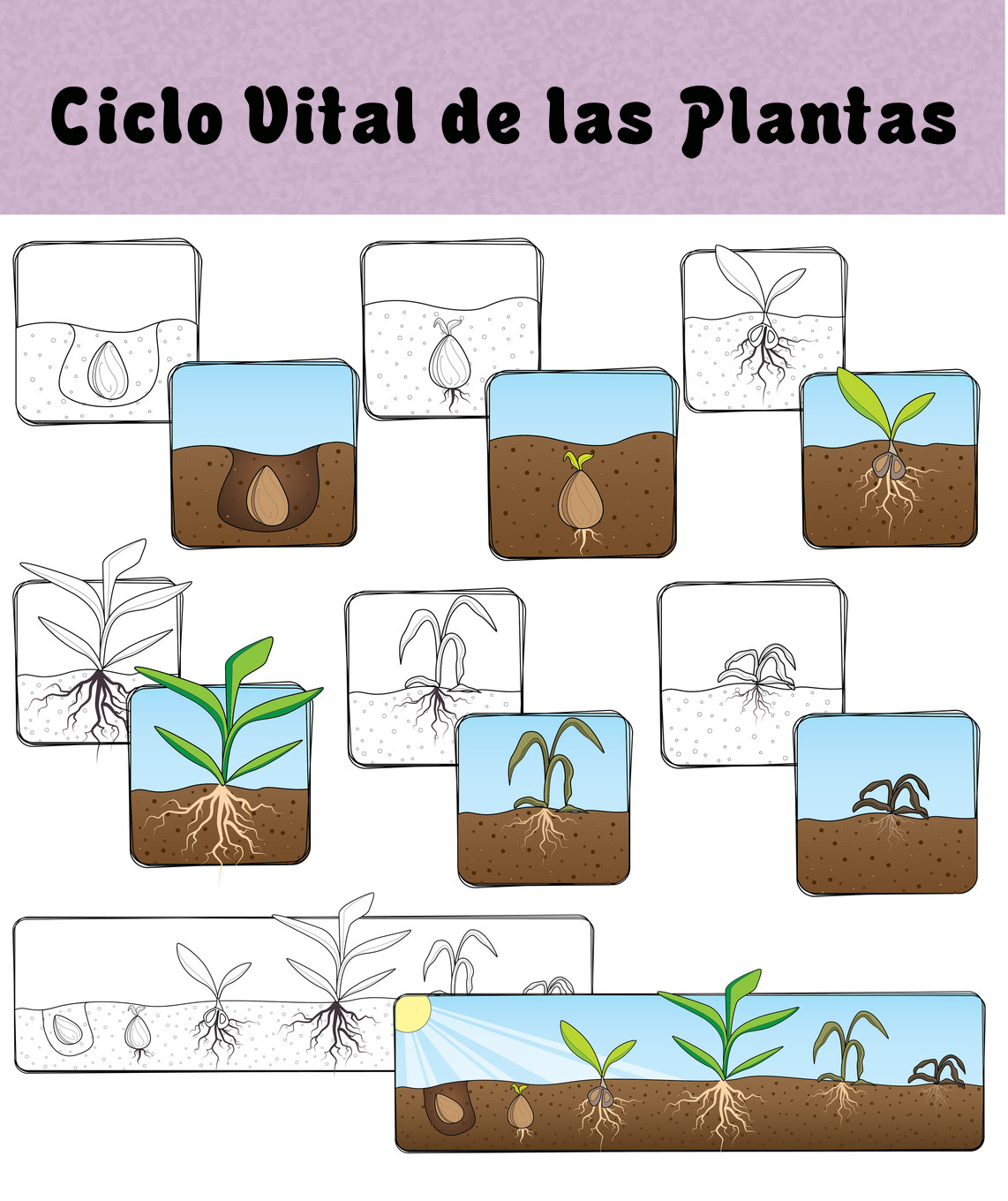 RECURSOS y ACTIVIDADES para Educación Infantil: CICLO DE VIDA a color ...