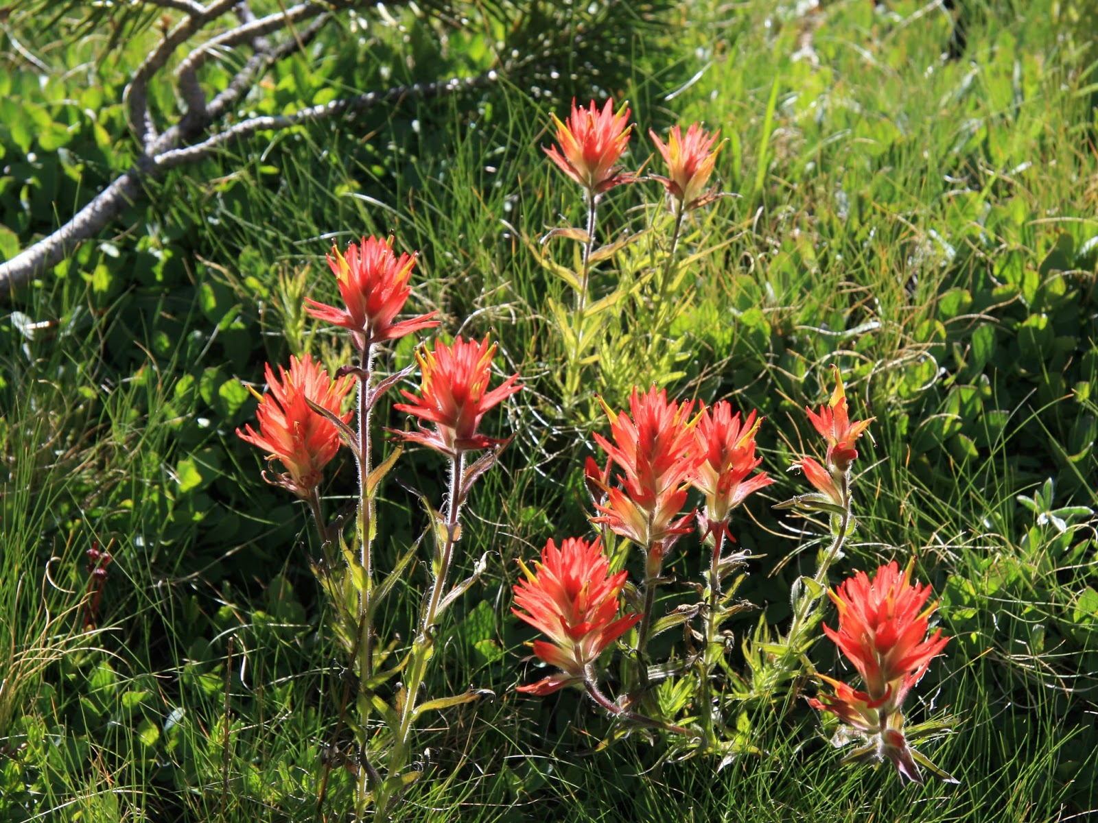 Plant World: Castilleja miniata