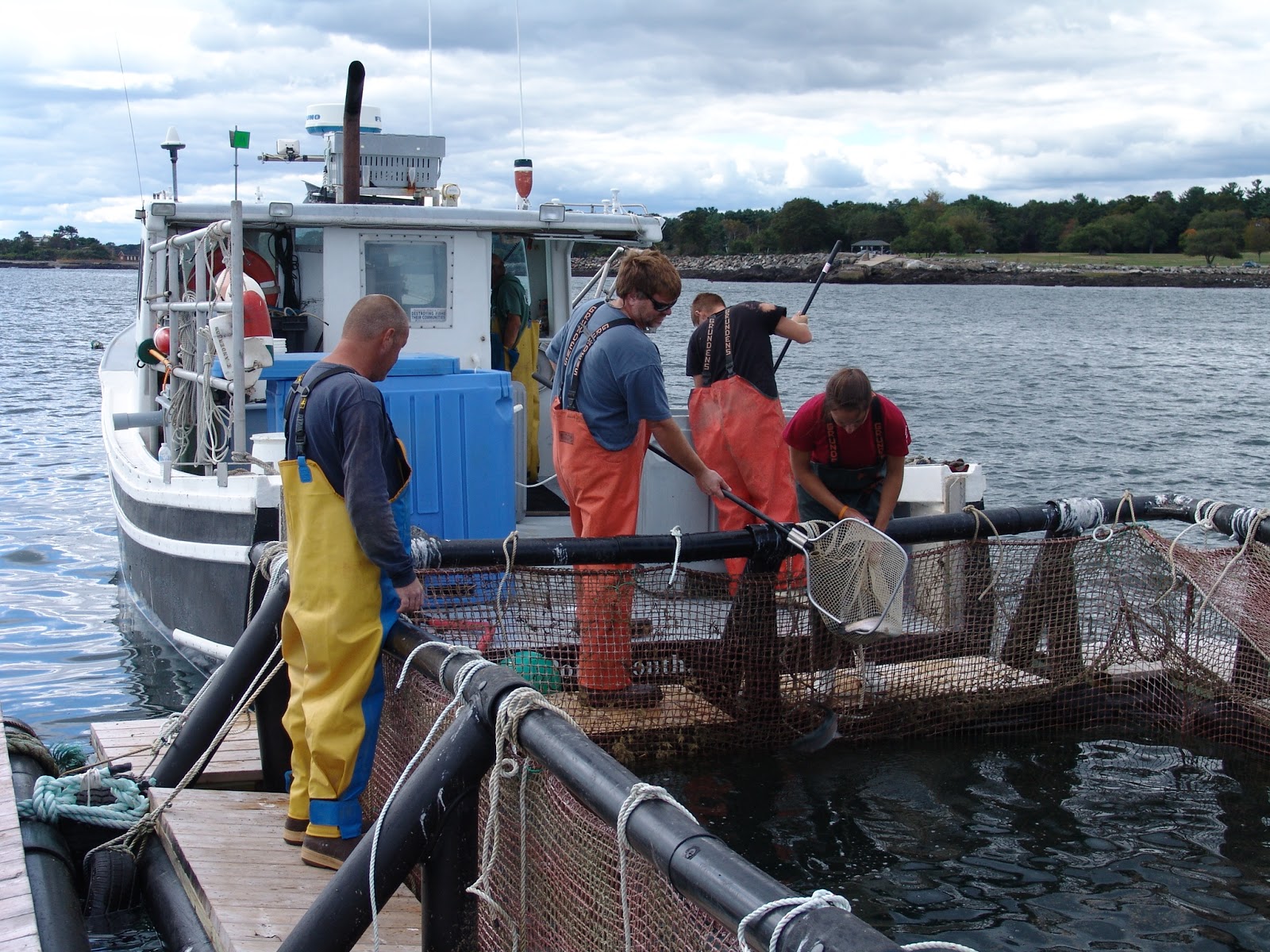 NH Sustainable Marine Fisheries: Steelhead trout aquaculture: N.H ...