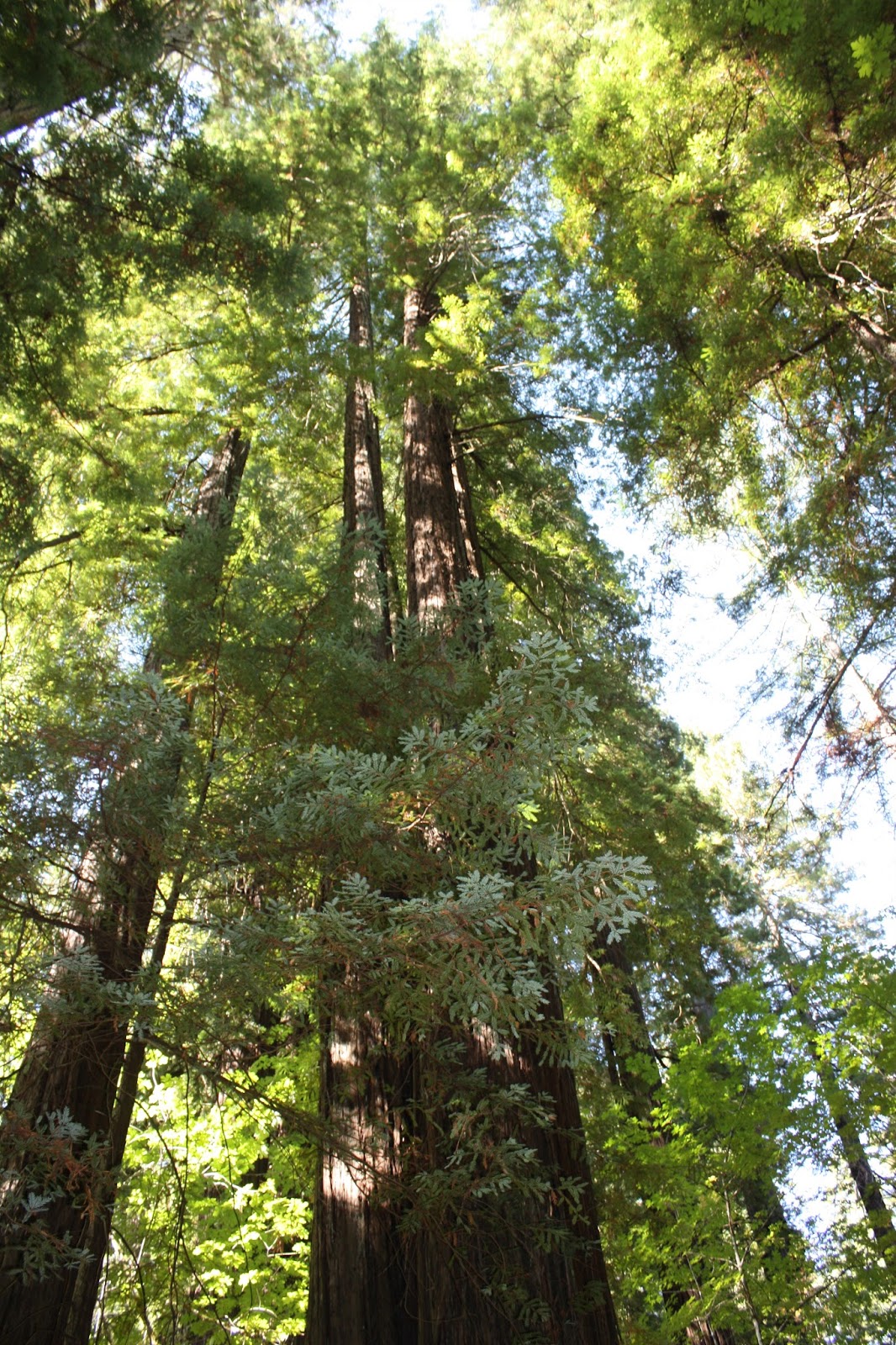 2015 NRC: Welcome to Corning, California!