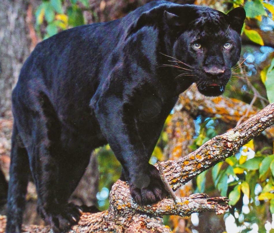 El Mágico Bosque: Las panteras