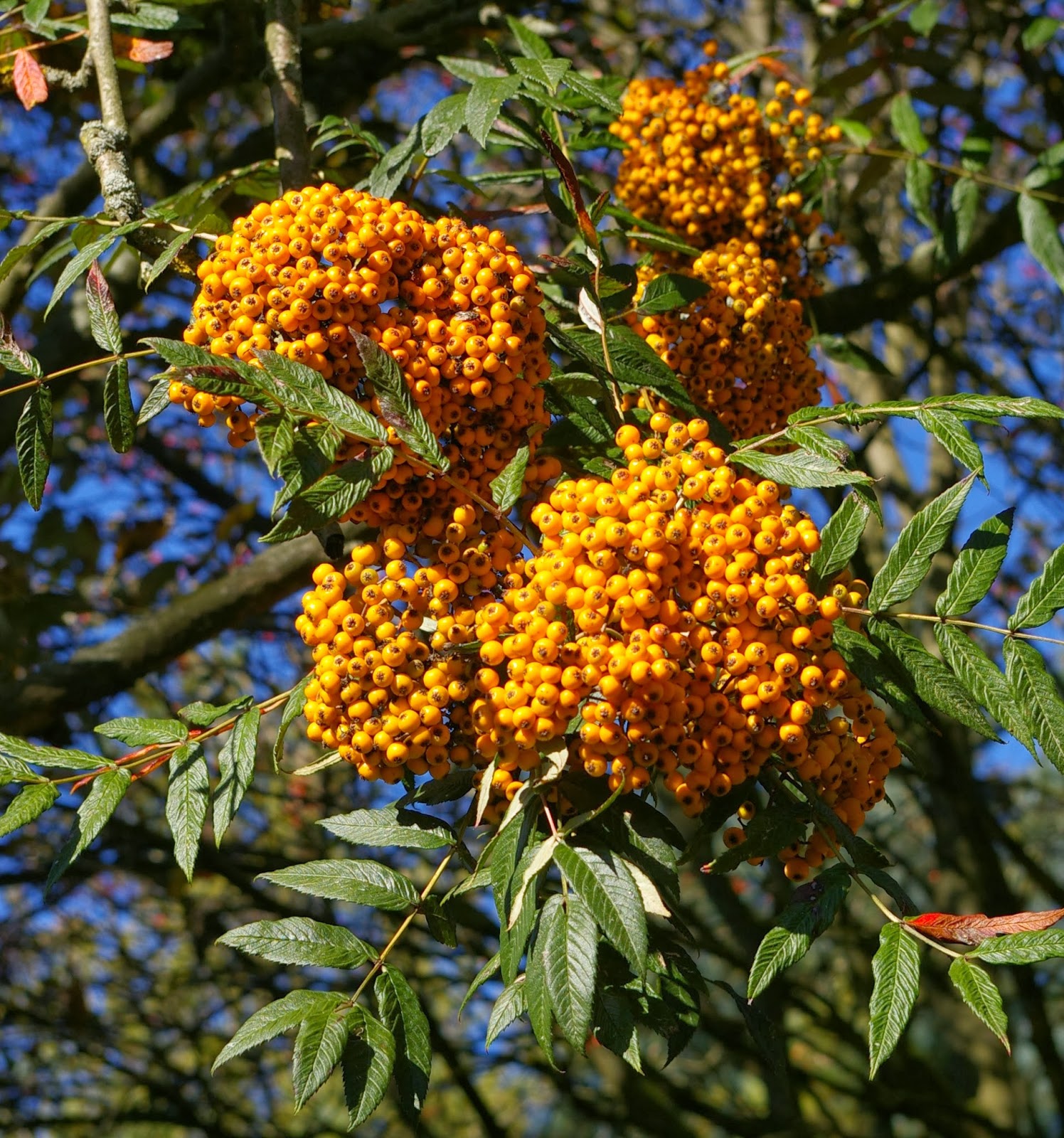 John Grimshaw's Garden Diary: Celebrating Sorbus