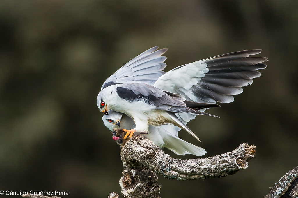 ELANIO AZUL - Elanus Caeruleus | Observatorio de la Naturaleza