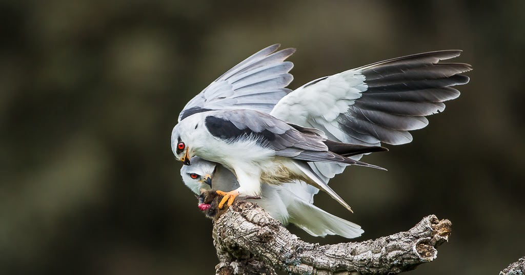 ELANIO AZUL - Elanus Caeruleus | Observatorio de la Naturaleza