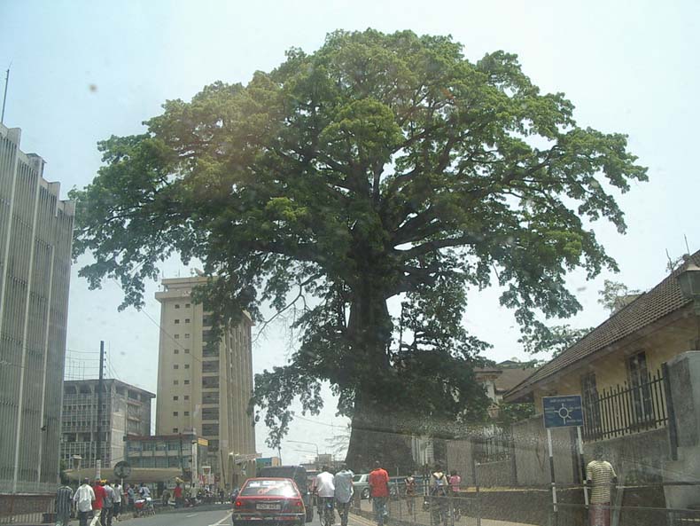 El Árbol de Algodón en Freetown, Sierra Leona - RUTA 33