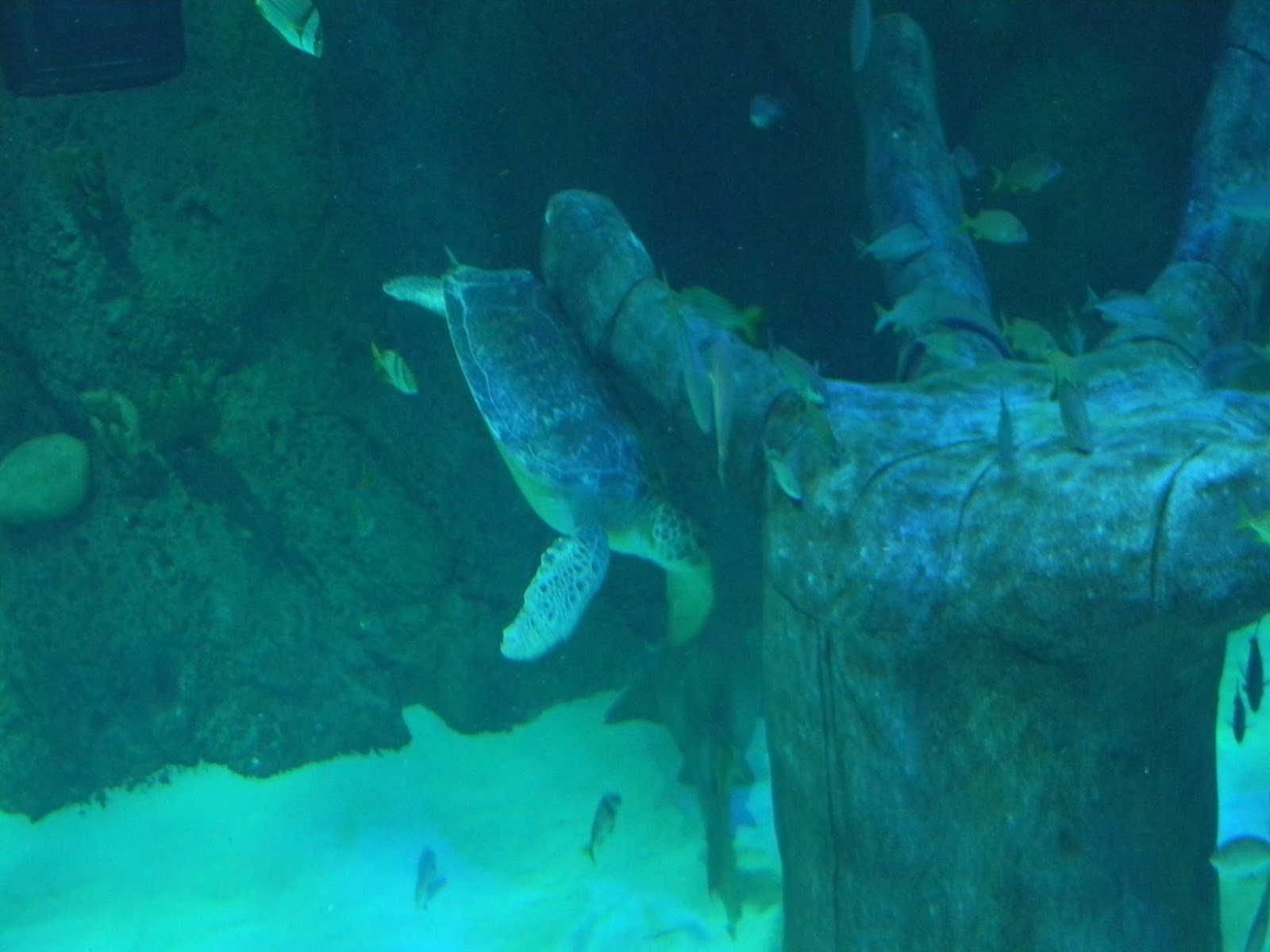 The "Unknown" Florida: Sea Life Aquarium- Orlando, FL