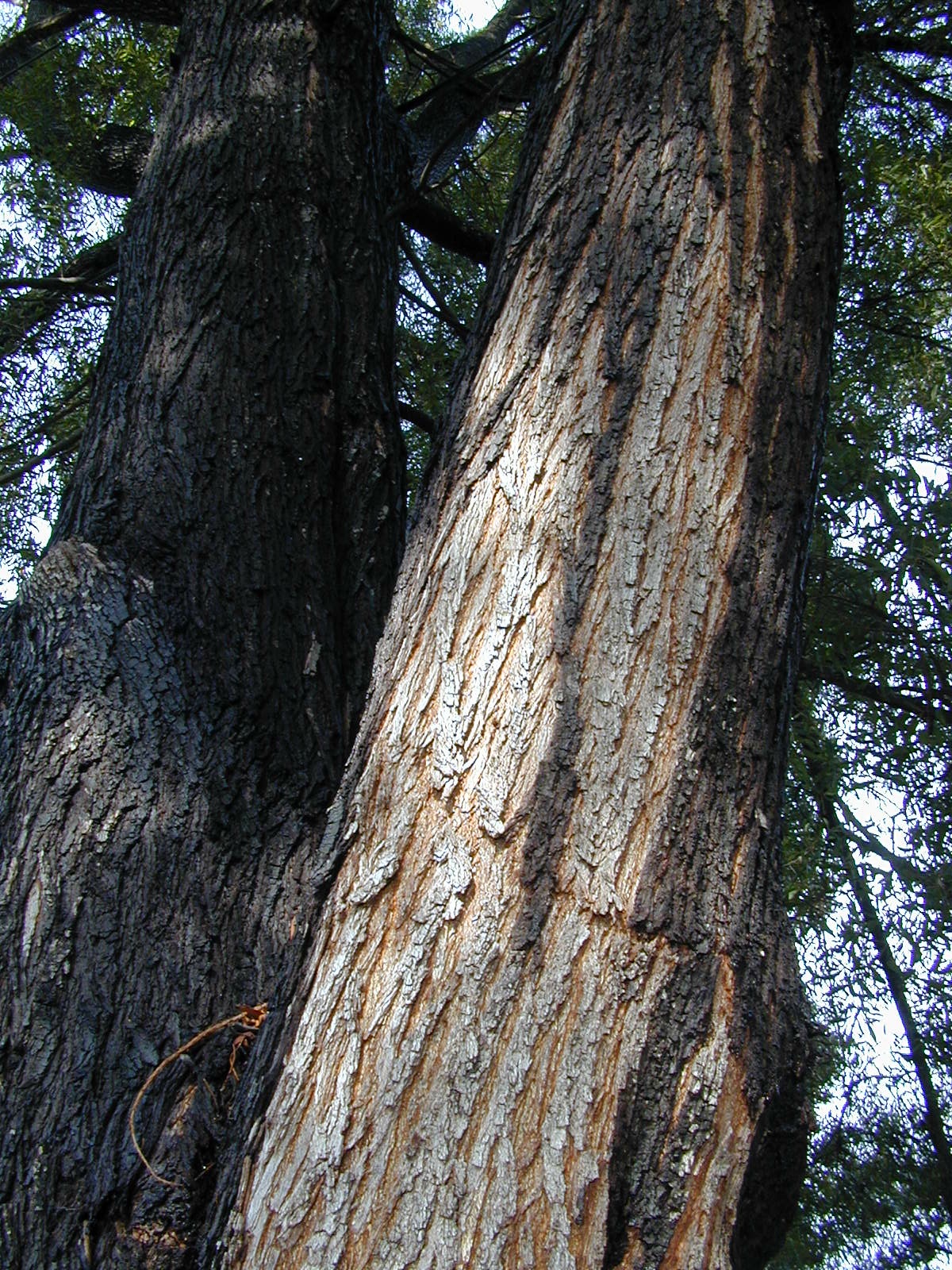 Trees of Santa Cruz County: Acacia melanoxylon - Black Acacia