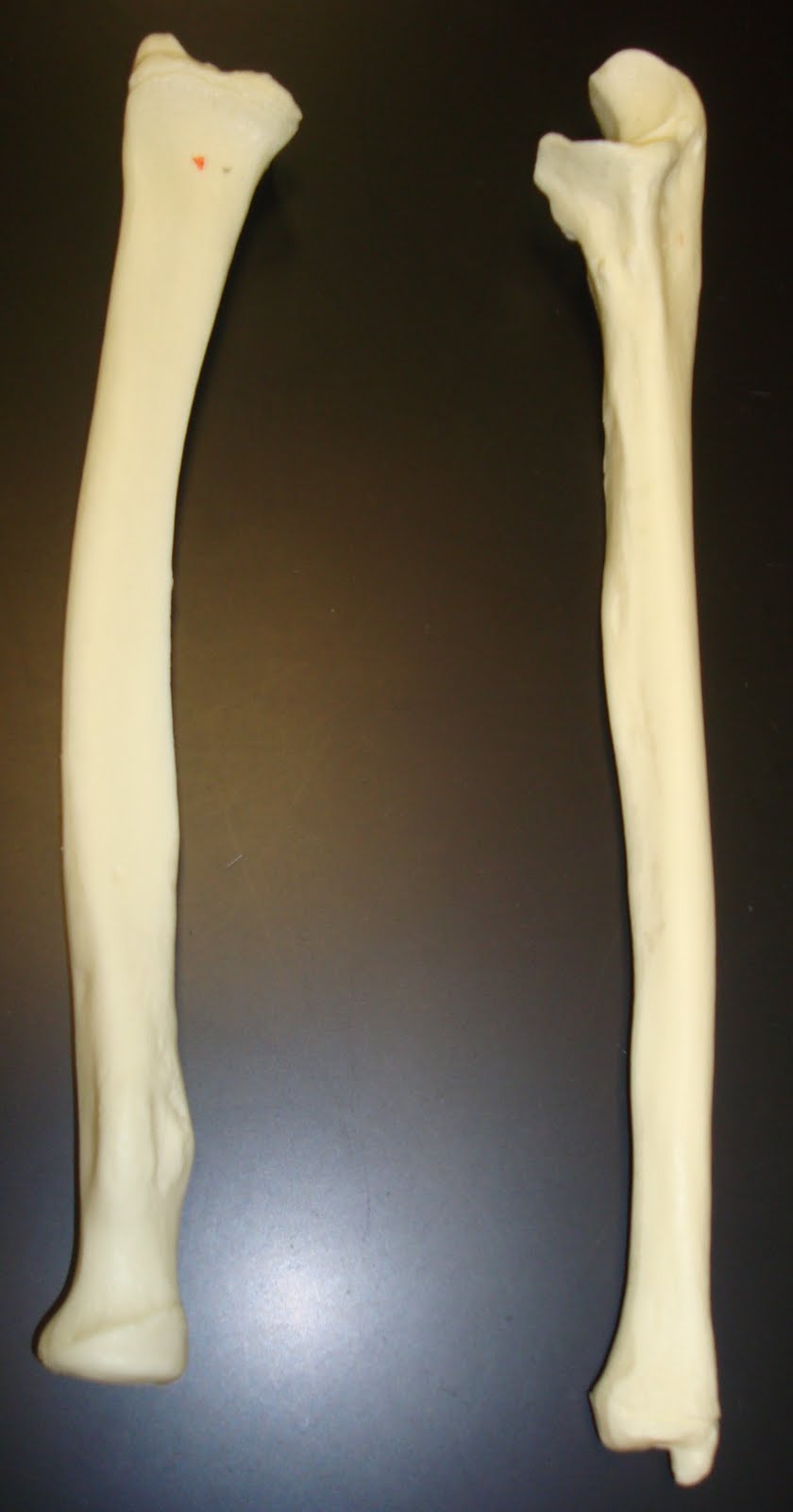 Bio 20 Lab 8955