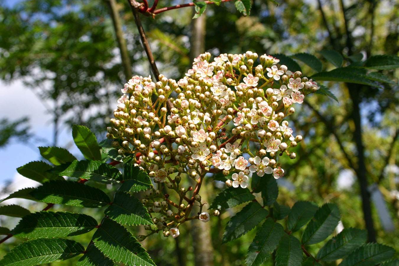 Trees Planet: Sorbus vilmorinii - Vilmorin's Mountain-ash - Vilmorin's ...