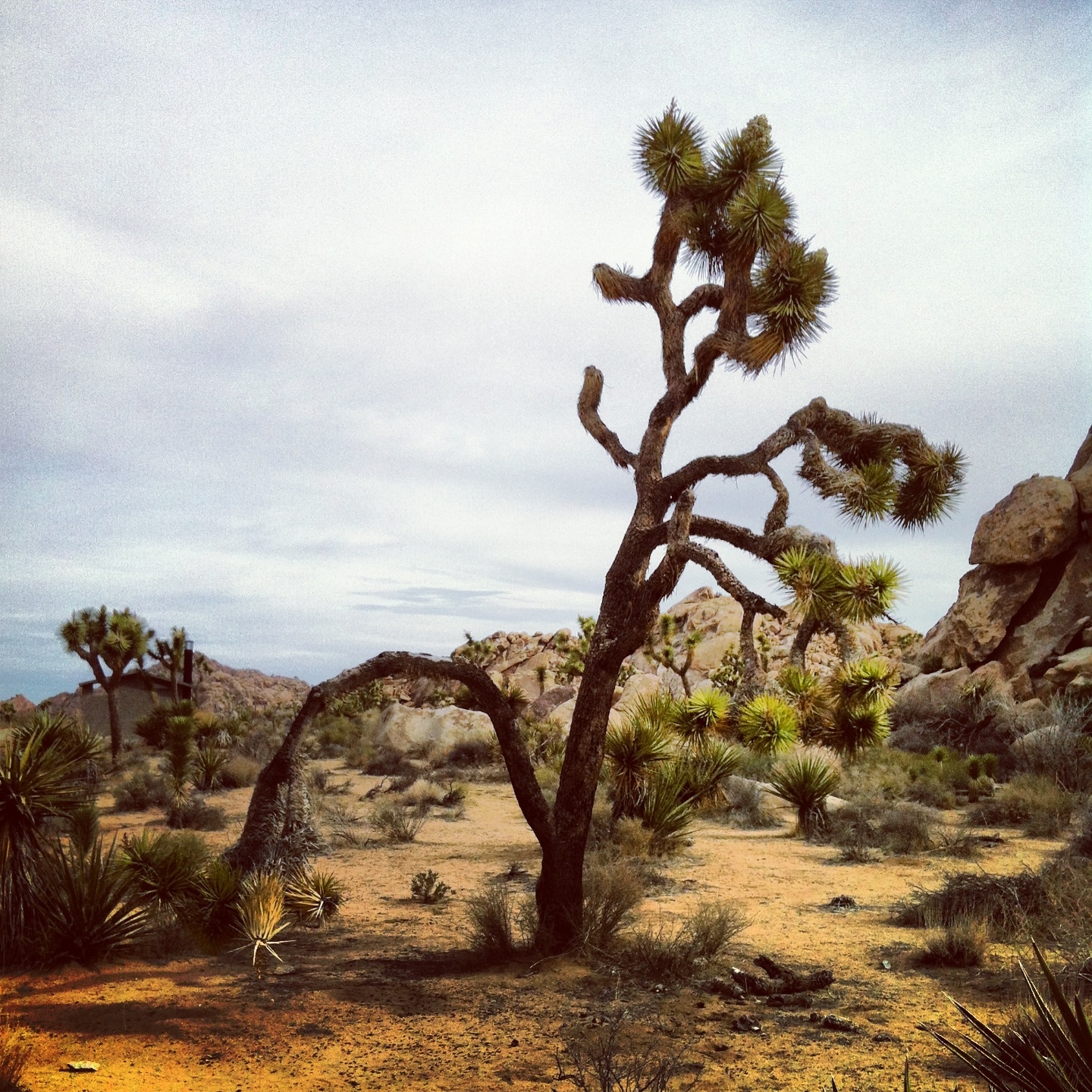 The Tumbrel Diaries: Joshua Tree