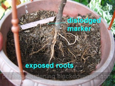 Practical Gardening: Damage Caused by Sparrows