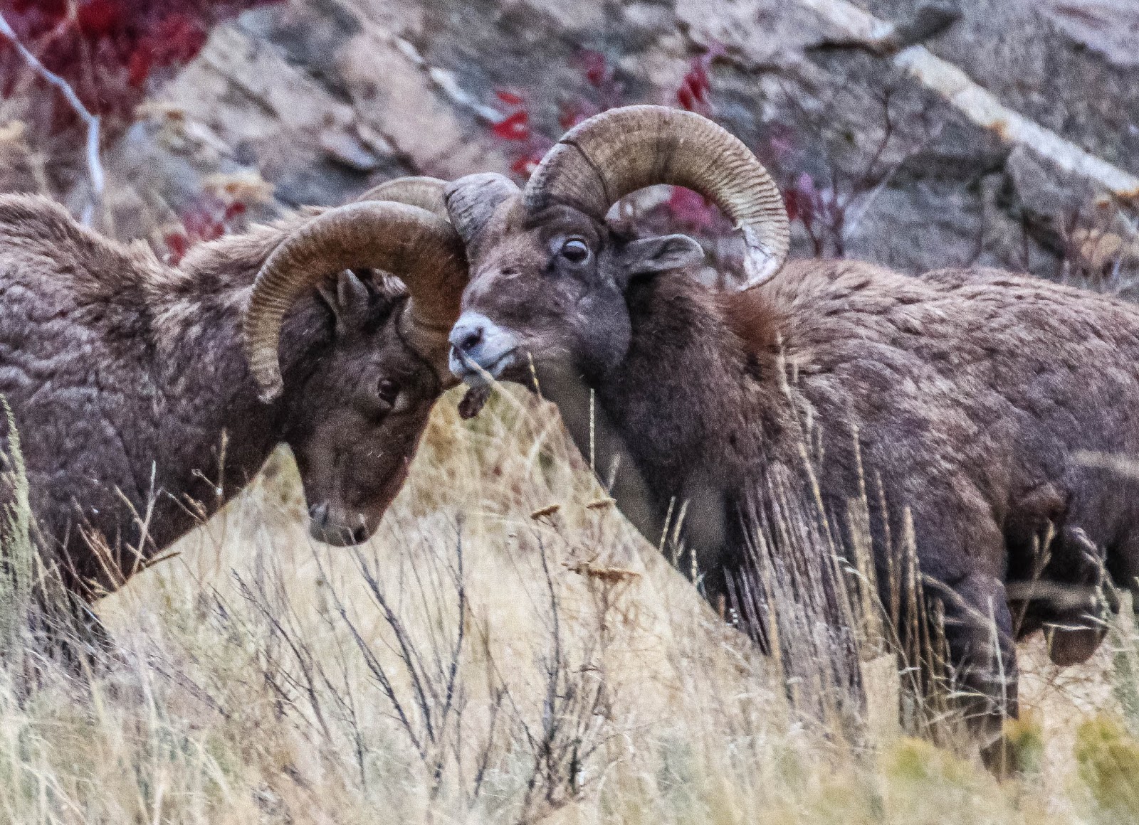 Cannundrums: Rocky Mountain Bighorn Sheep - Washington