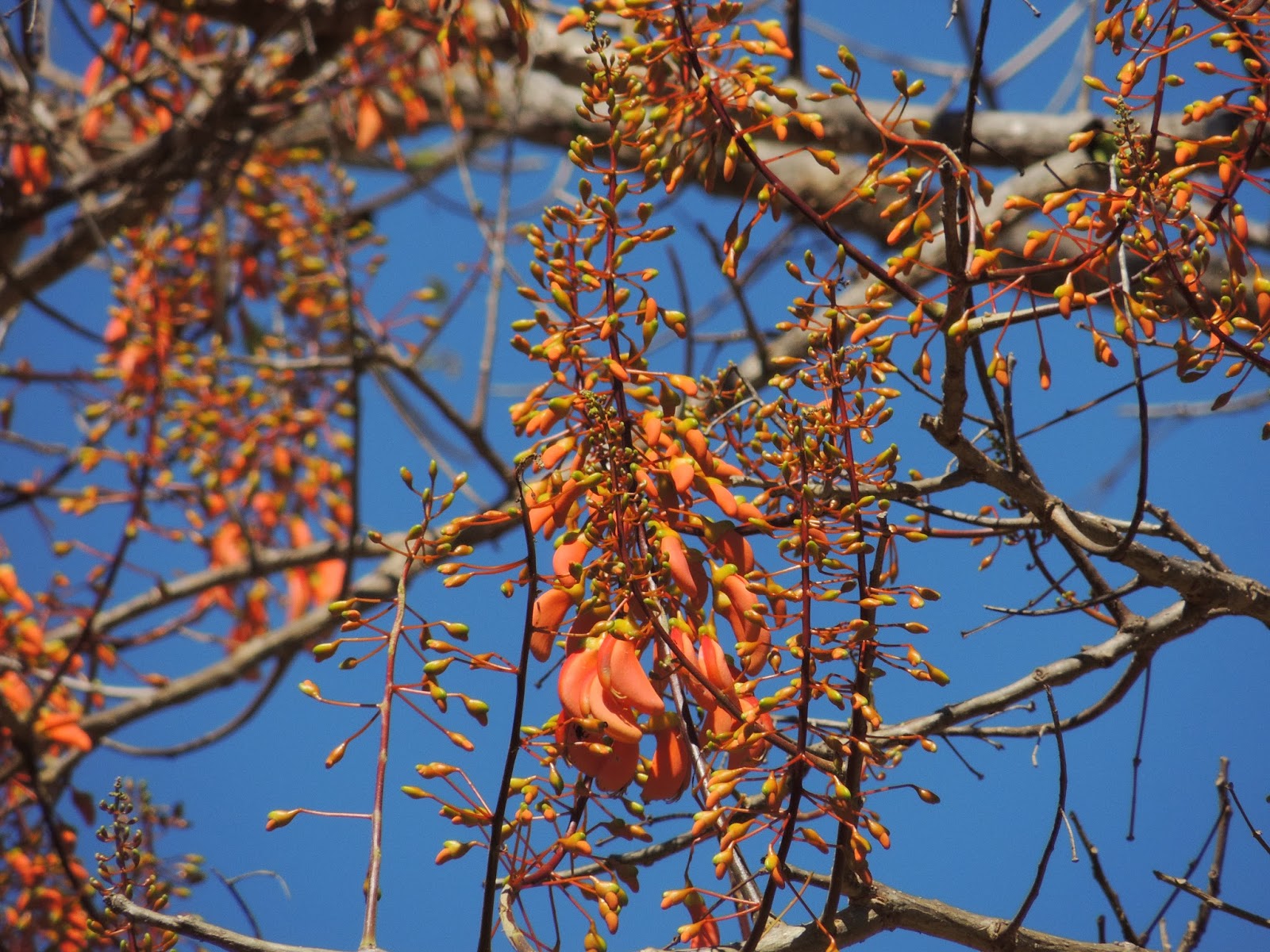 Fabaceae - Leguminosae no Brasil: Fabaceae - Erythrina dominguezii Hassl