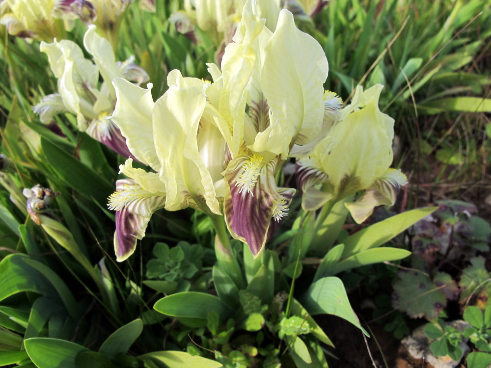 FLORA NEL SALENTO e.. anche altrove: Iris pseudopumila Tineo ...