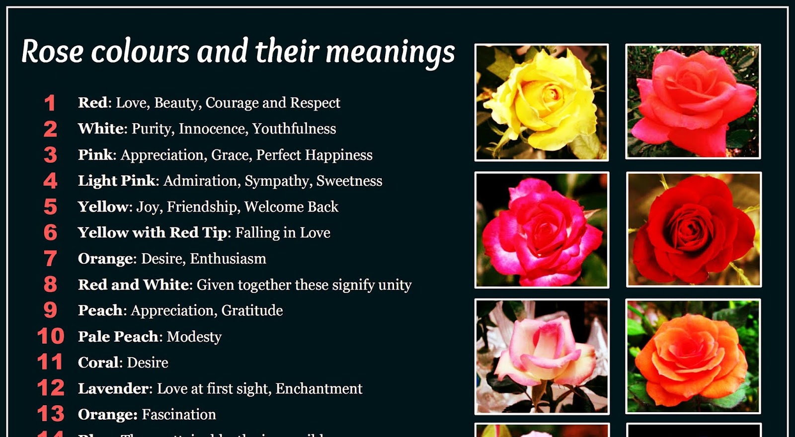 Daveswordsofwisdom.com: Beautiful Roses, Amazing Colours and Their ...