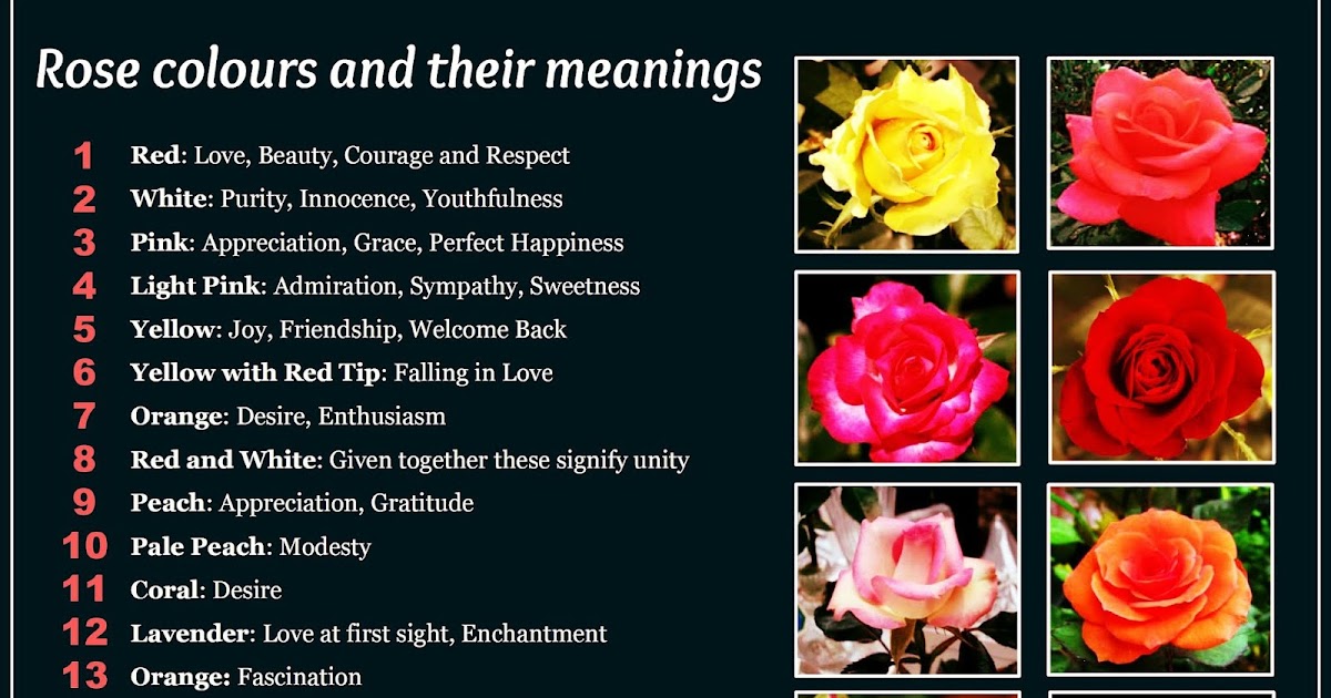 Daveswordsofwisdom.com: Beautiful Roses, Amazing Colours and Their ...