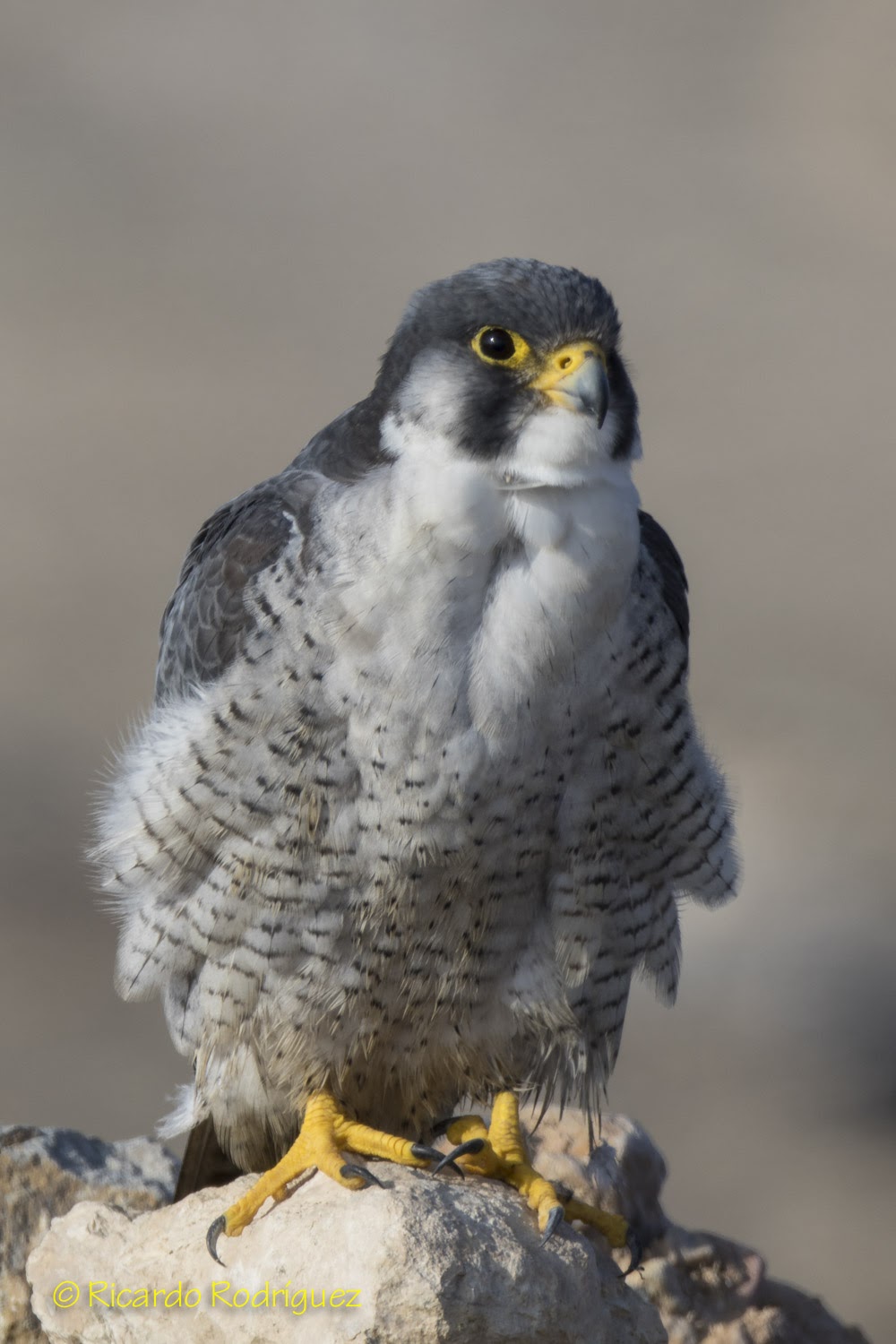 Aves Ricardo Rodriguez: Halcón peregrino "calidus" (Falco peregrinus ...