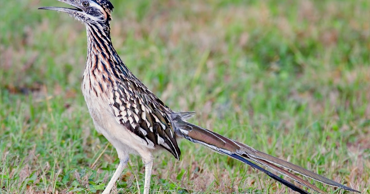 Maestro Juan Antonio: El correcaminos