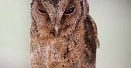 Tierra de lechuzas, búhos, mochuelos, autillos, cárabos: Autillo rojizo ...