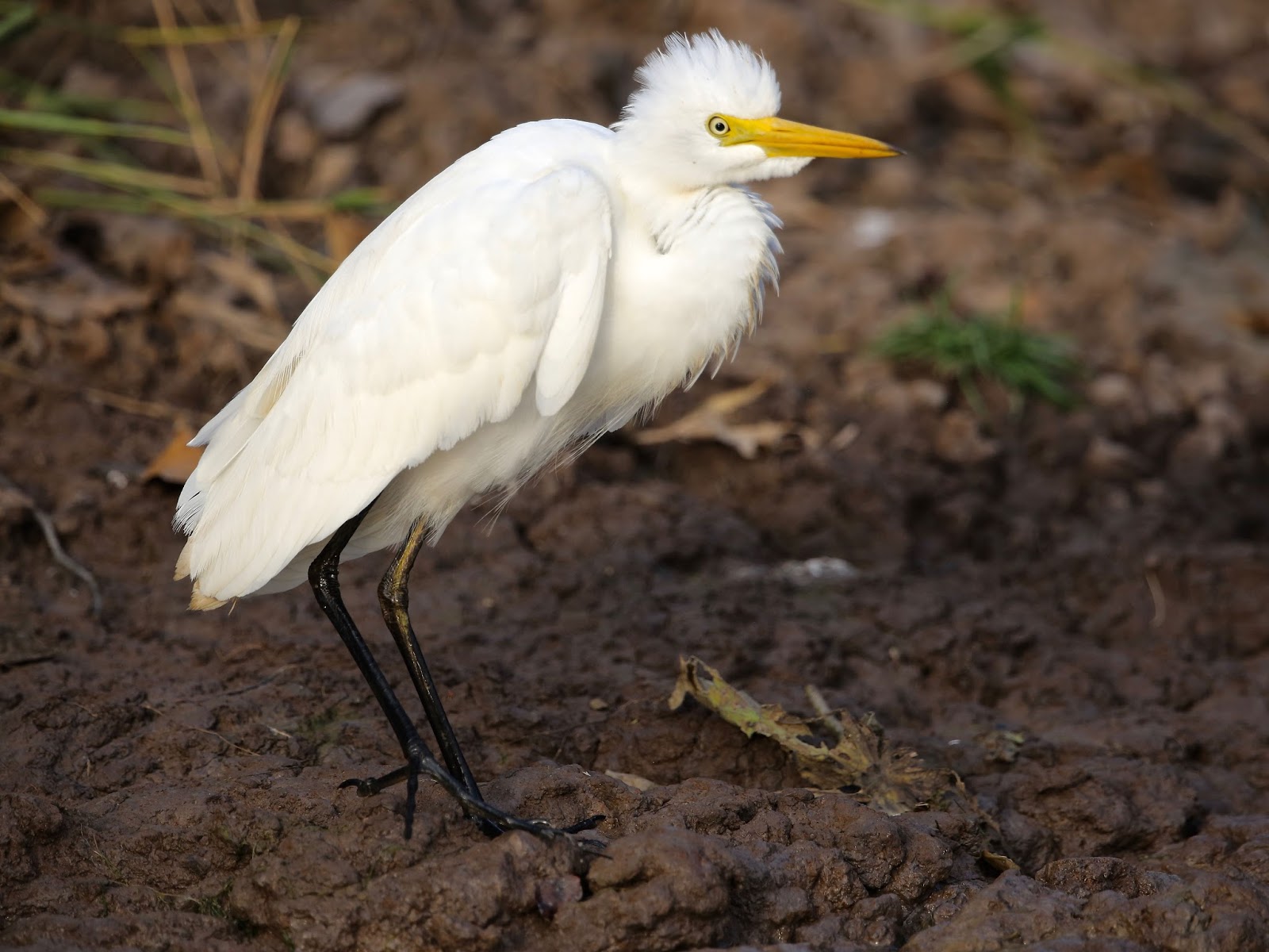 Avithera: Some Top End wetland birds