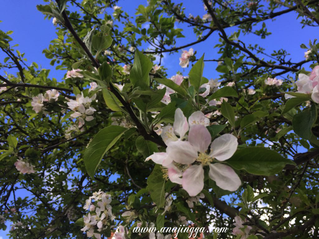WW : Bunga Pokok Buah Epal