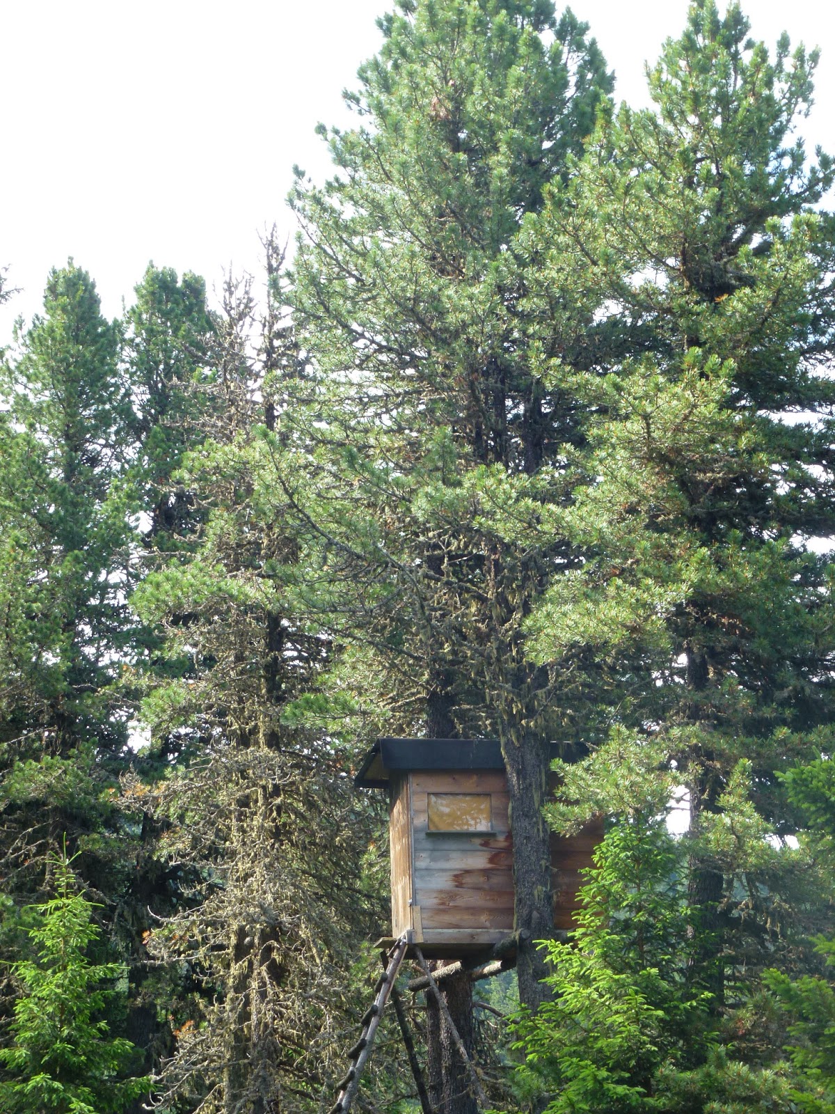 Bindepunkt: Zirbenholz-Duft