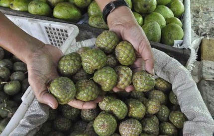 F L O R A: Rumpia atau Buah Sagu