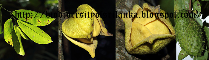 Biodiversity of Sri Lanka: කටු අනෝදා/කටු ආත්තා/රට අනෝදා [Katu anoda ...