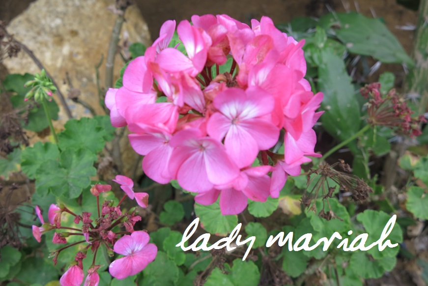 Lady Mariah the Part-Time Traveler: A night at Kiram's Village, Kundasang