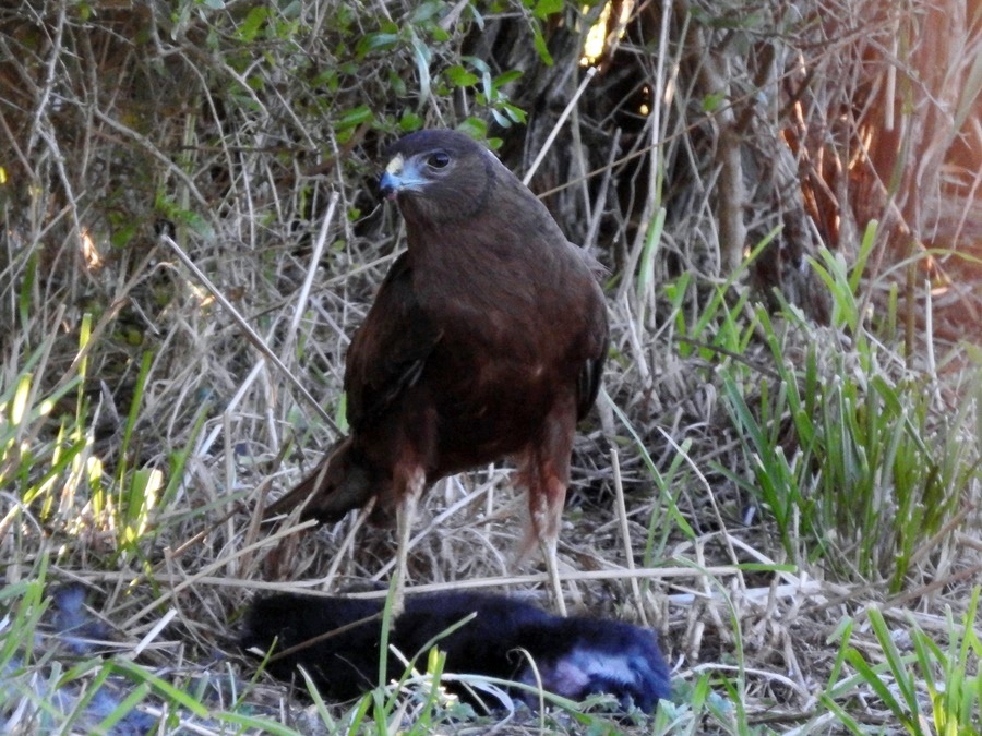 photographing New Zealand: hungry hawk