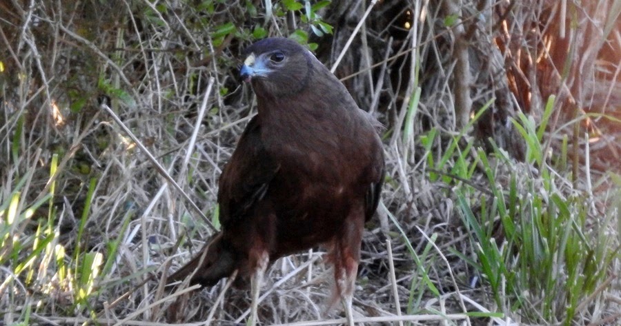 photographing New Zealand: hungry hawk