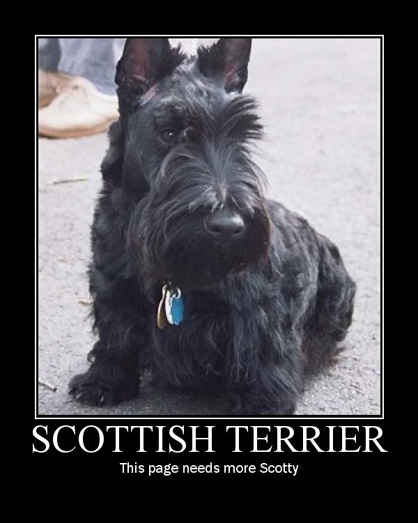 Scottish Terrier Meme