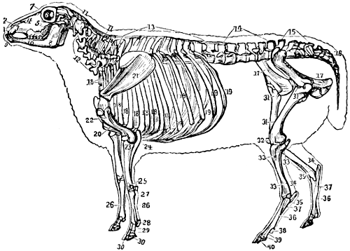 ♦♦♦: X RAY SHEEPS