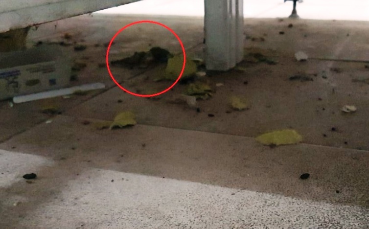 Asqueroso: caca de ratas y un roedor muerto en góndolas de un ...