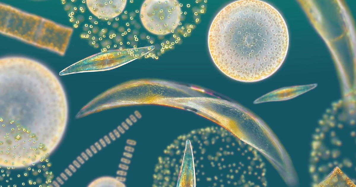 Blue Planet Society: Studying the phytoplankton with citizen science